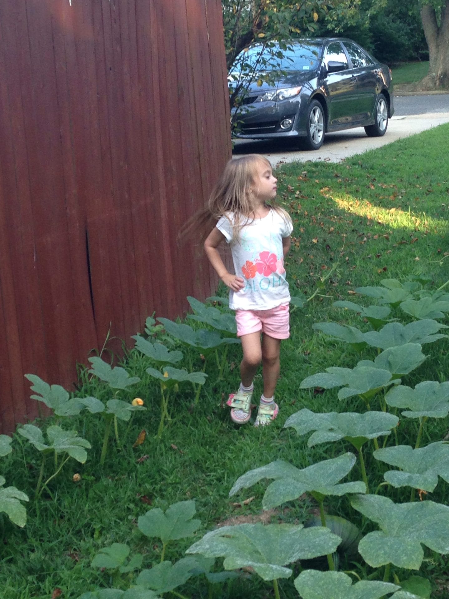 Garden runway - Maddy's Place